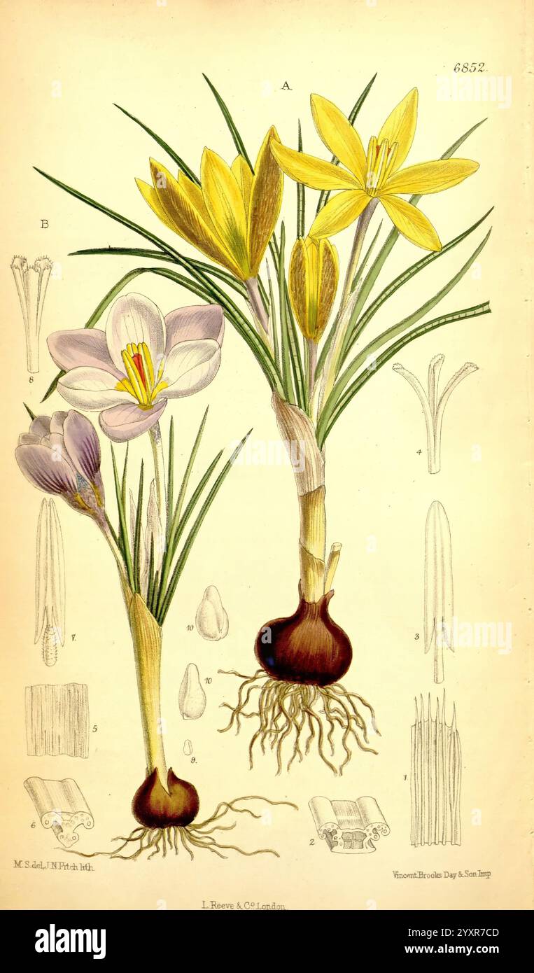Curtis's botanical magazine London New York botanical illustration ...