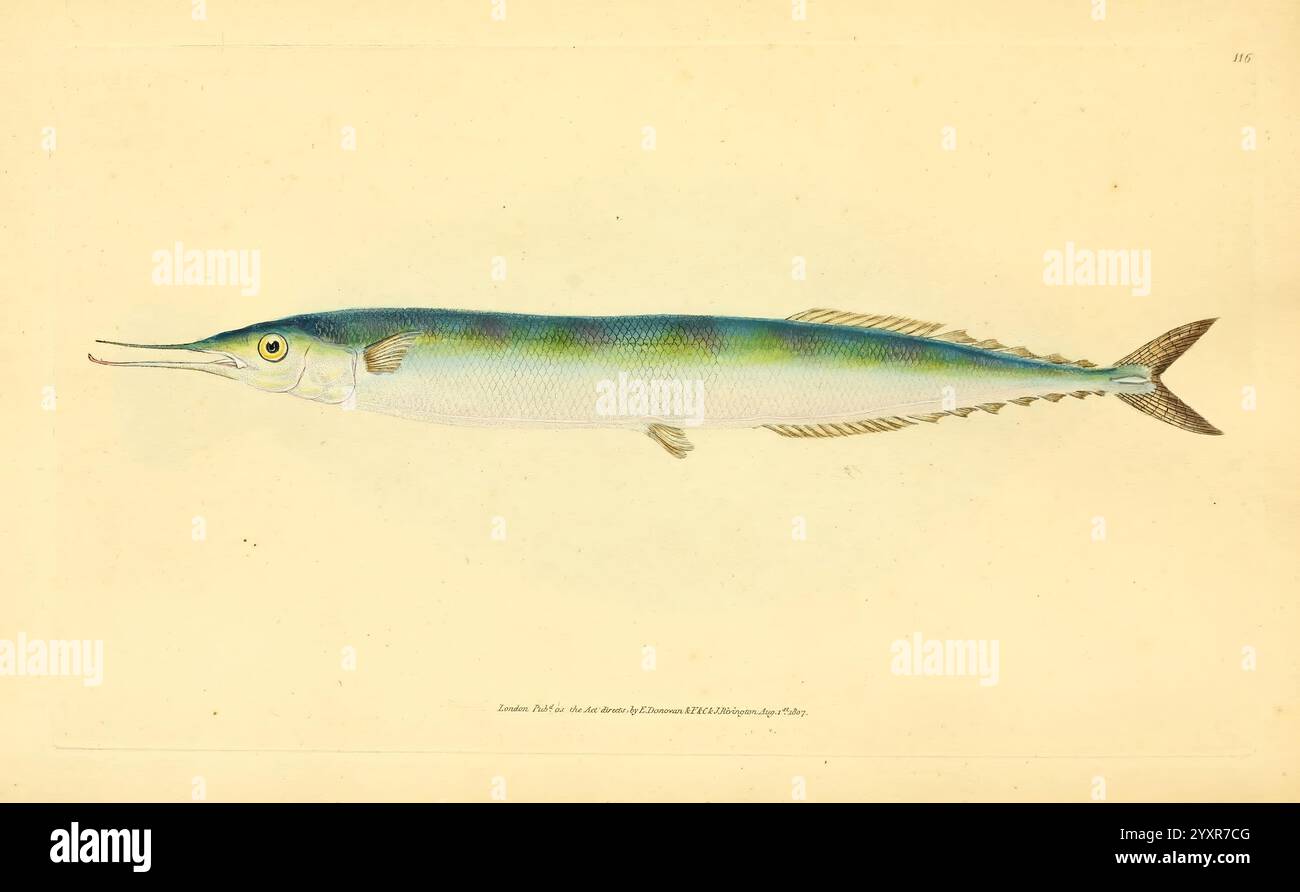 The natural history of British fishes, London, Printed for the author ...