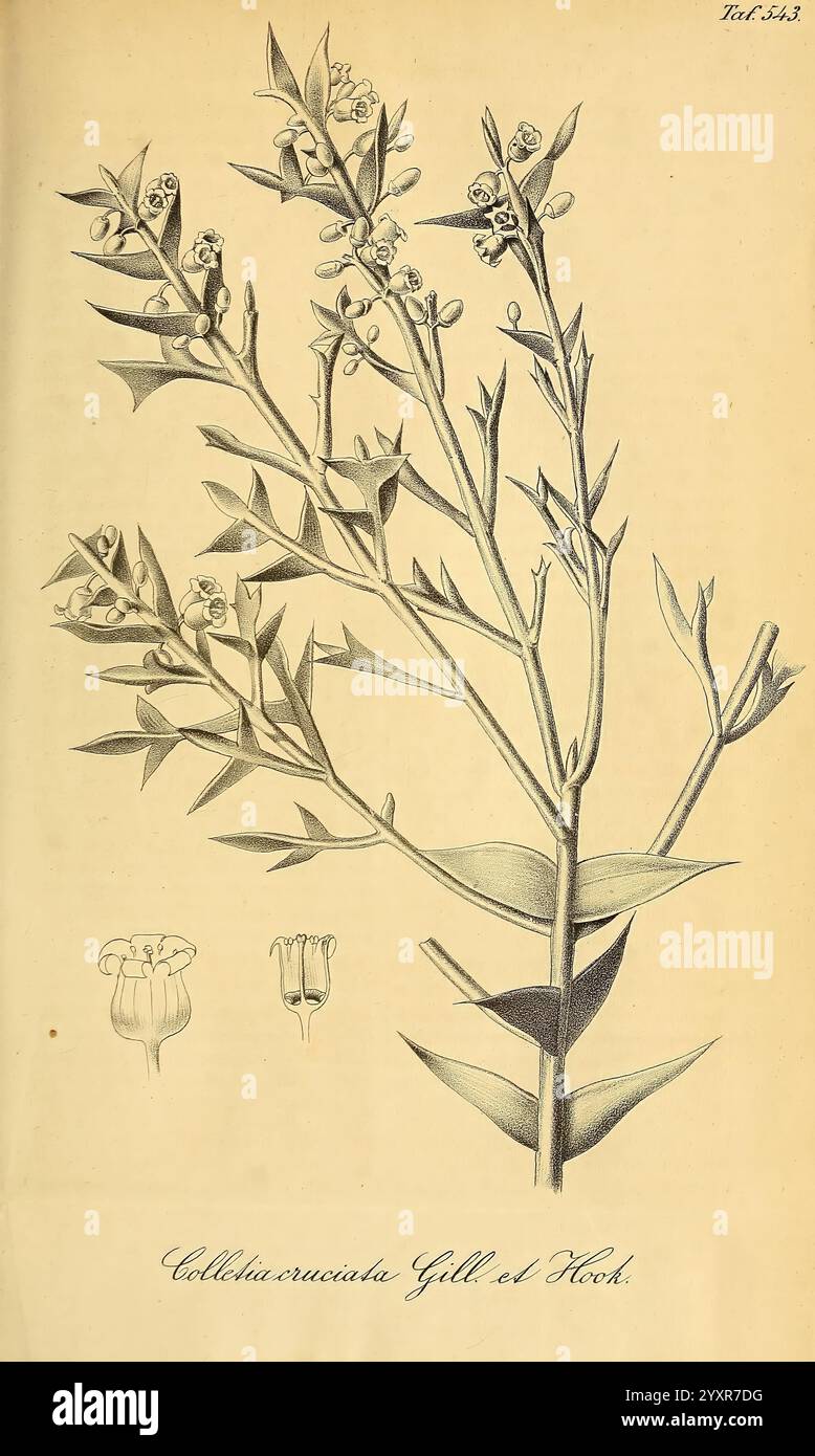 Colletia cruciata plant hi-res stock photography and images - Alamy