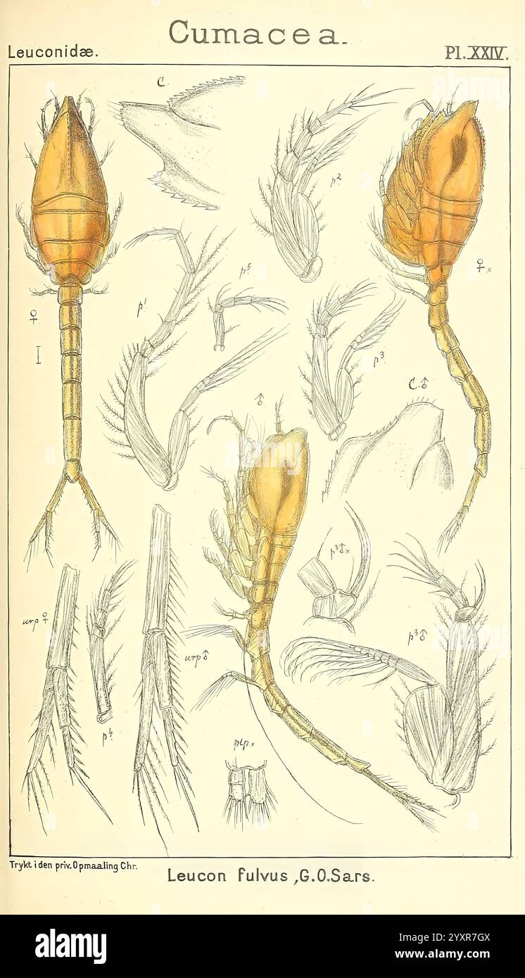 An account of the Crustacea of Norway, Christiania, A. Cammermeyer ...