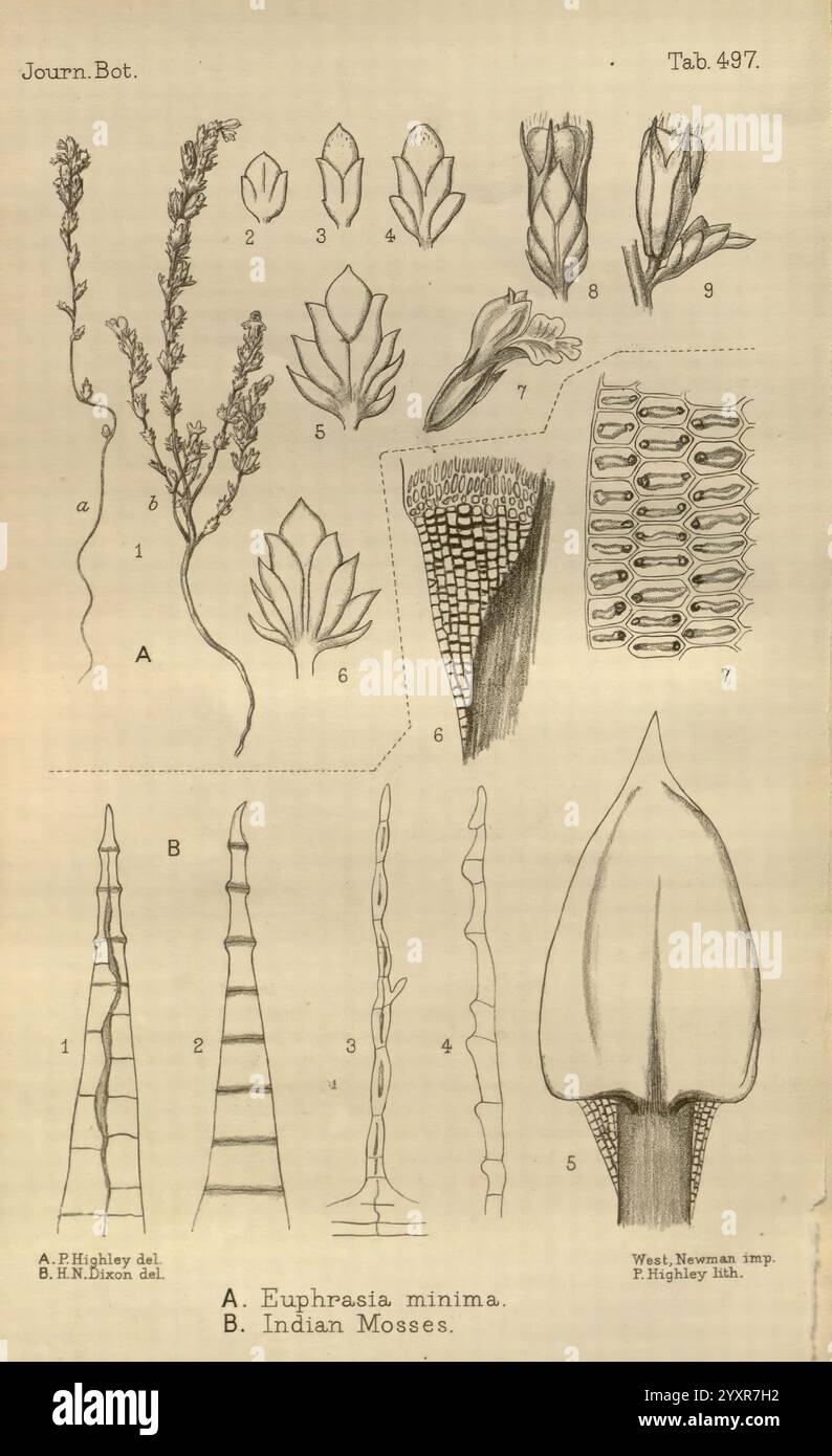 Section highlights different cellular characteristics hi-res stock ...