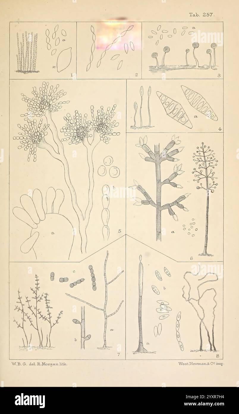 Journal of botany, British and foreign. London, Robert Hardwicke, 1863 ...