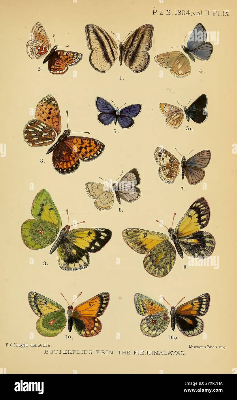 Butterfly enthusiasts alike hi-res stock photography and images - Alamy