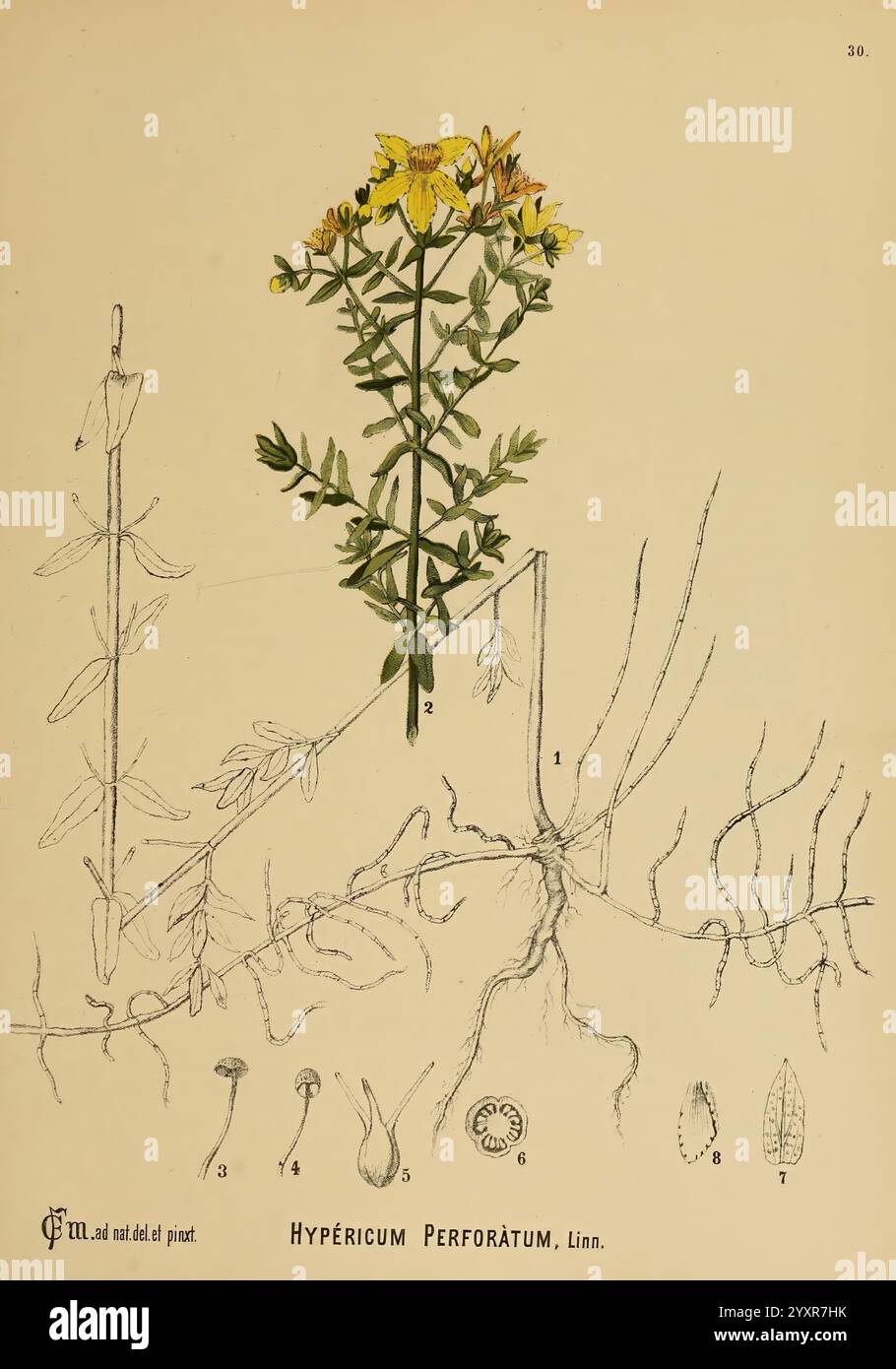 American, Medicinal, plants, New York, Boericke & Tafel, c1887, botany ...