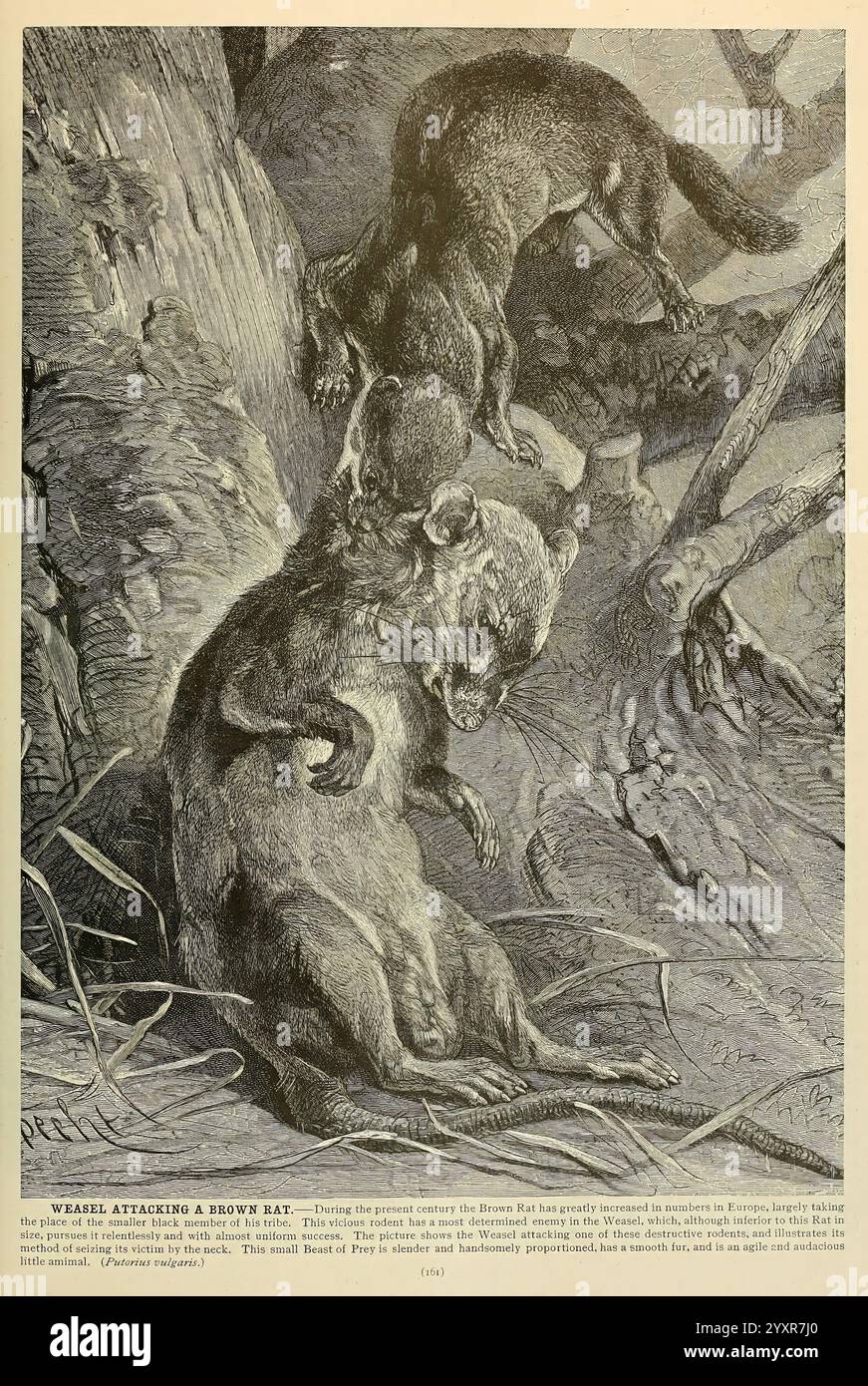 Brehm's Life of Animals, Volume 1, Mammalia Chicago, Marquis, 1895. Rat ...