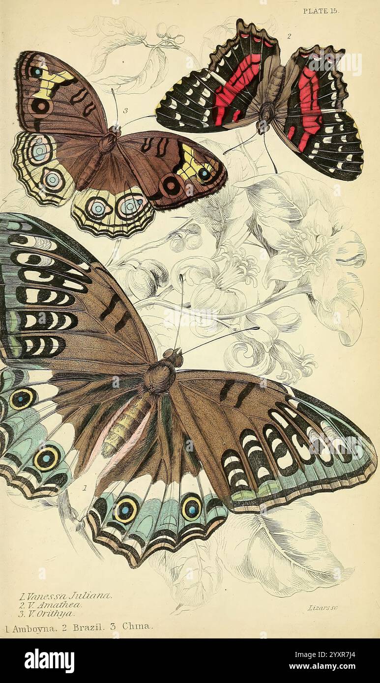 Illustration features three beautifully rendered butterflies hi-res ...