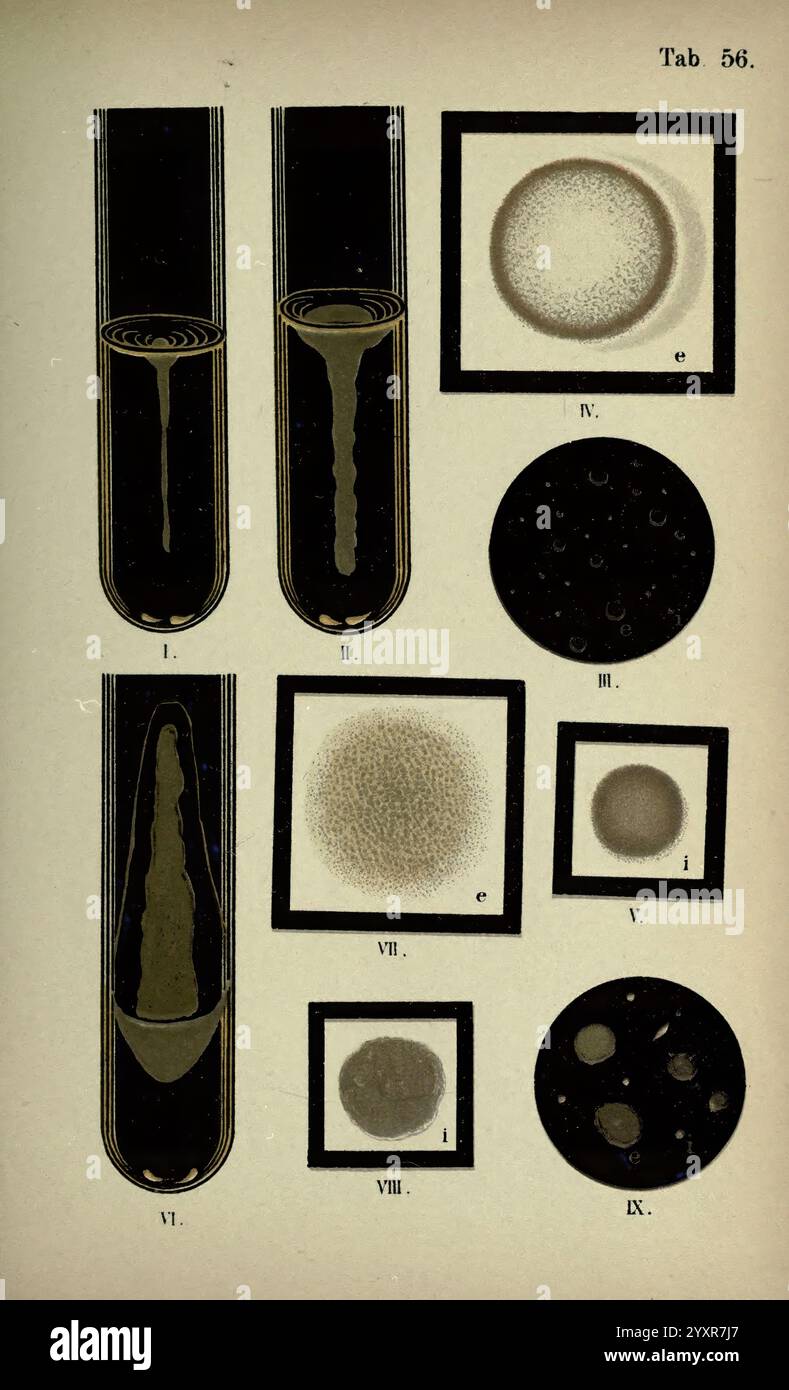 Atlas, and, essentials, of, bacteriology, New York, 1897, bacteria ...