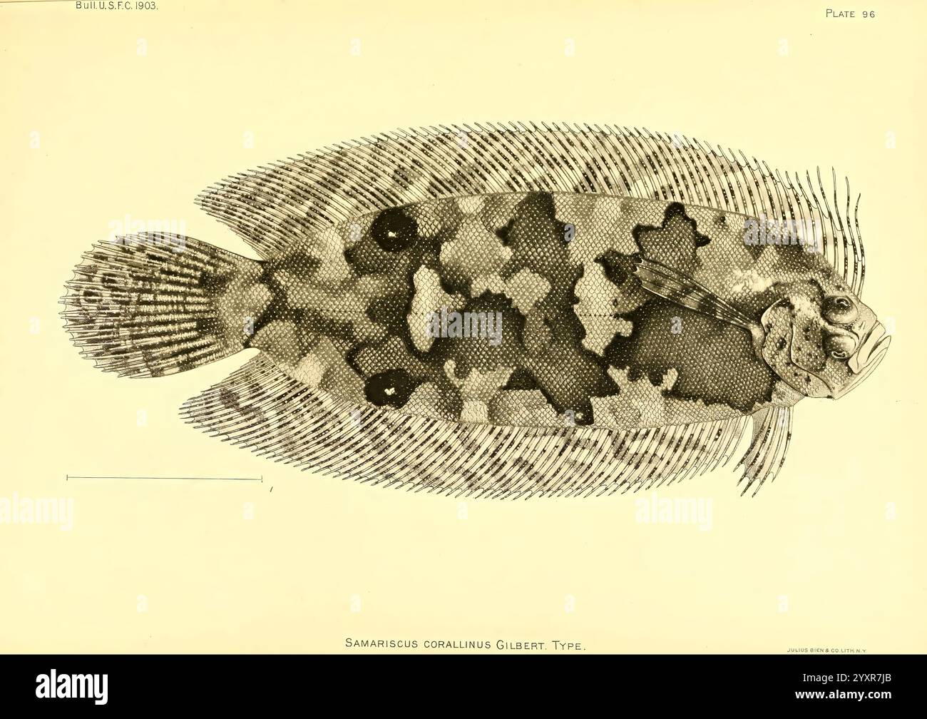 The deep-sea fishes [of the Hawaiian Islands] Washington, Govt. Print ...
