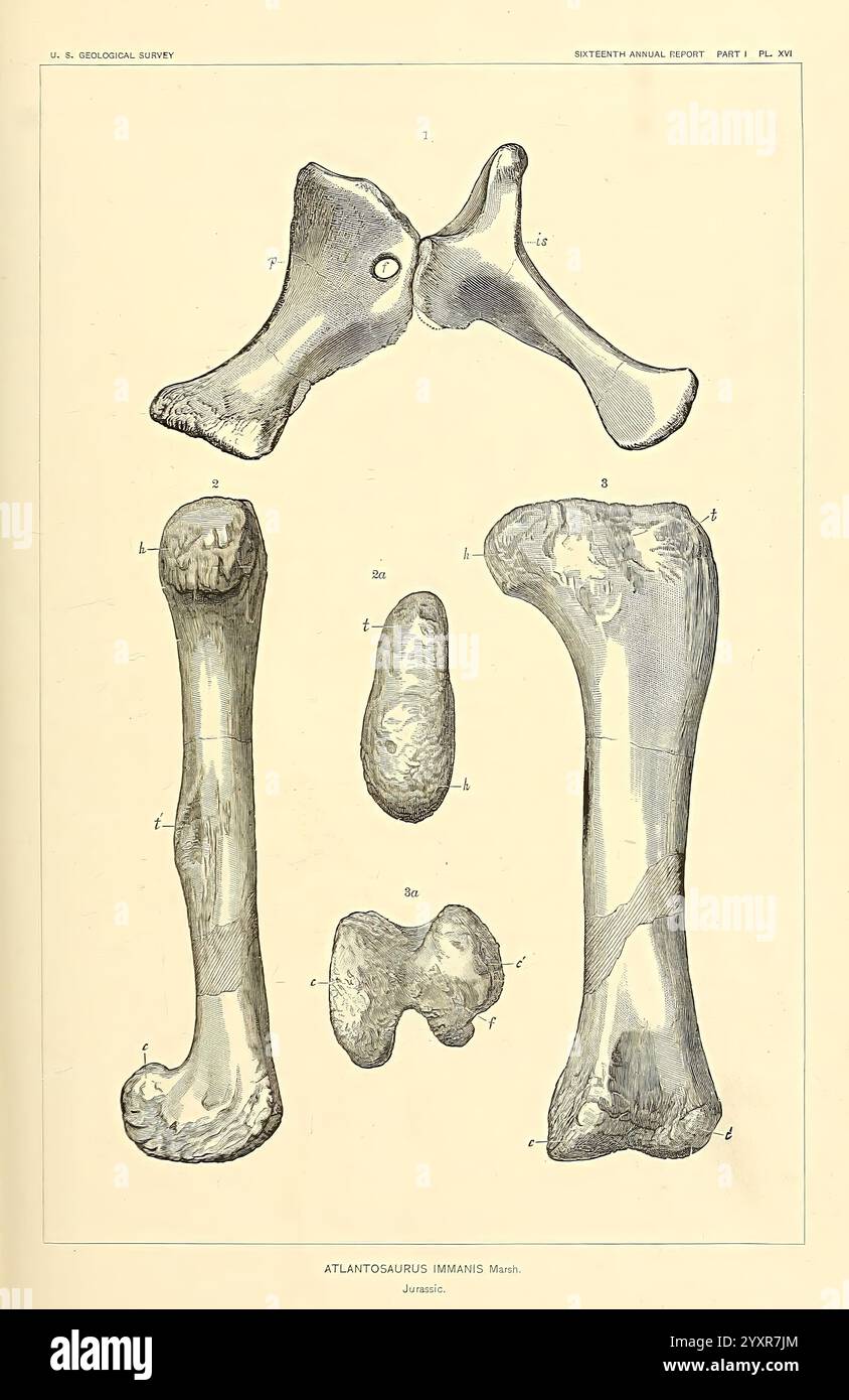 Smaller bone structures hi-res stock photography and images - Alamy