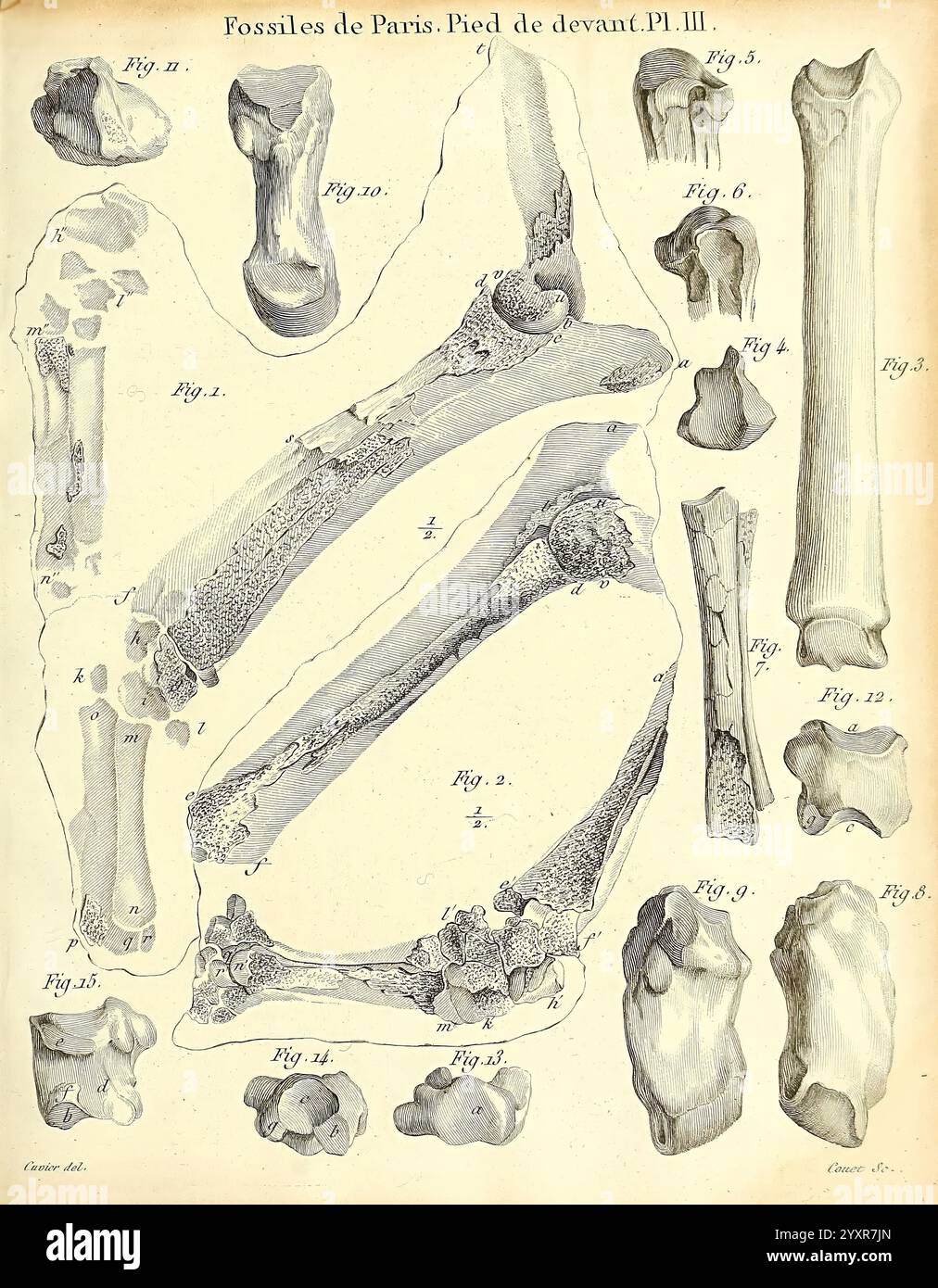 Recherches sur les ossemens fossiles de quadrupèdes, Paris, Deterville ...