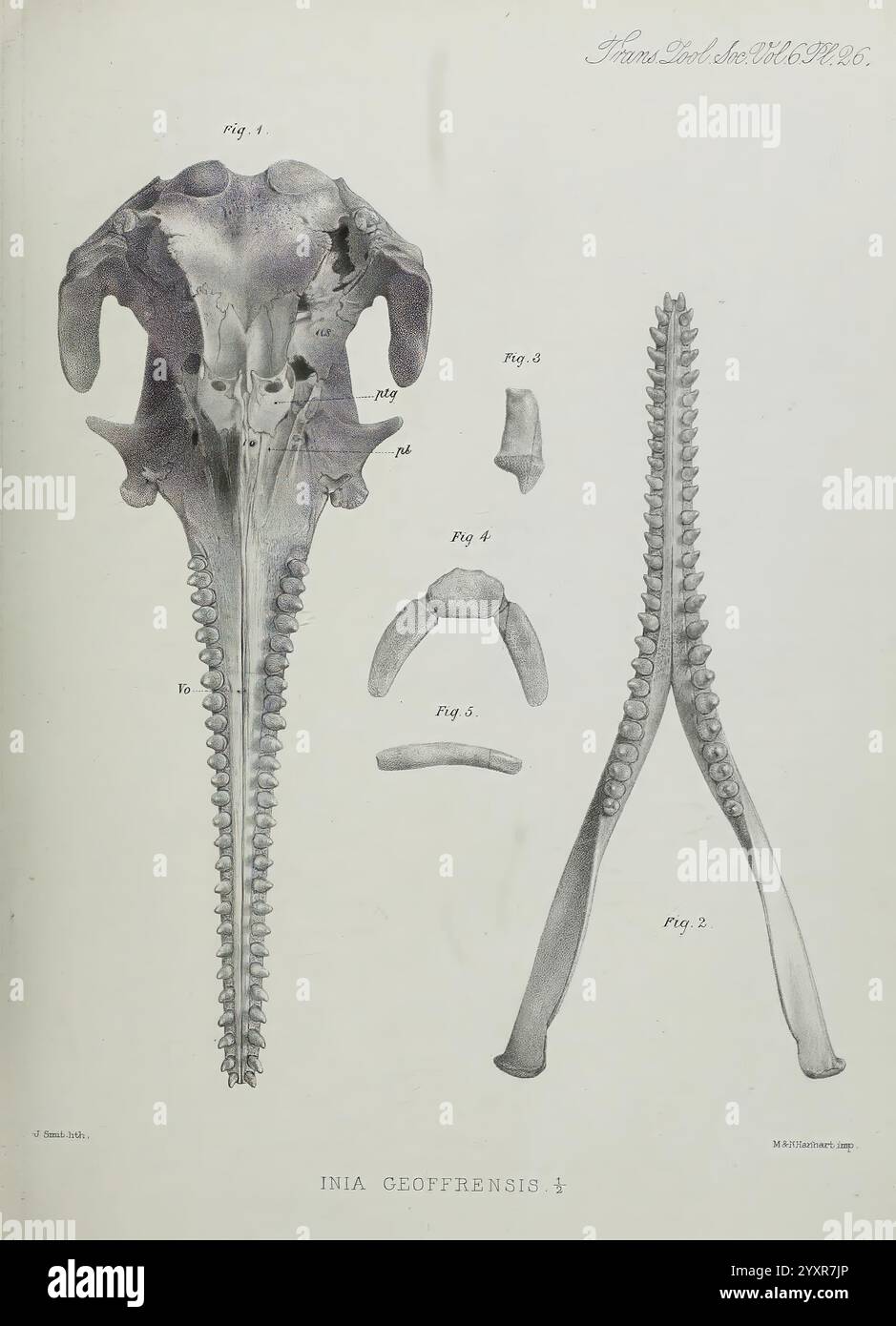 Transactions of the Zoological Society of London, London, Published for ...