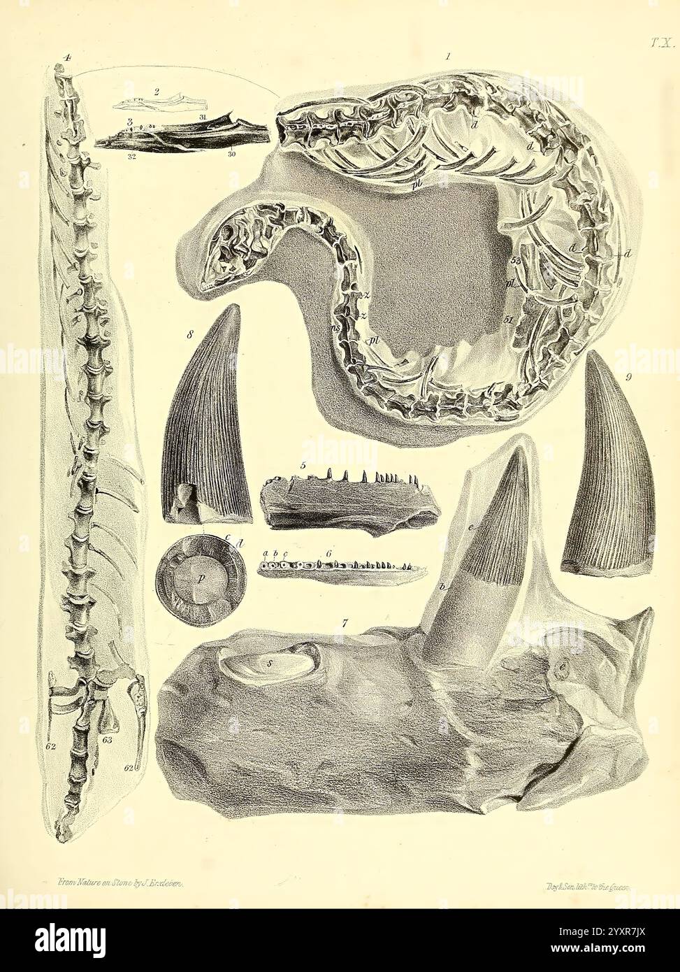 A monograph on the fossil Reptilia of the Cretaceous formations, London ...