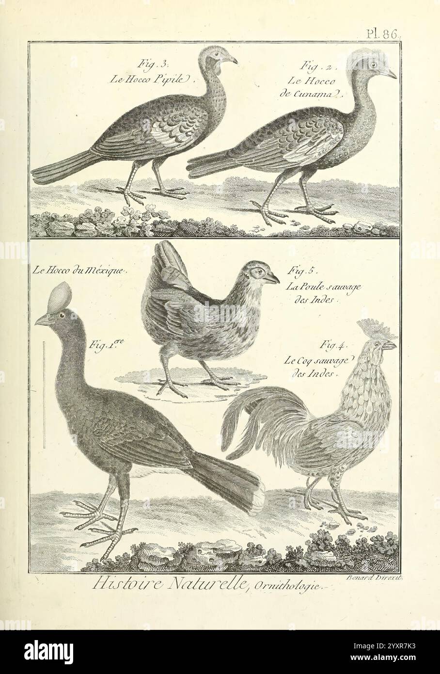 Tableau, encyclopédique, et, méthodique, des, trois, règnes, de, la ...