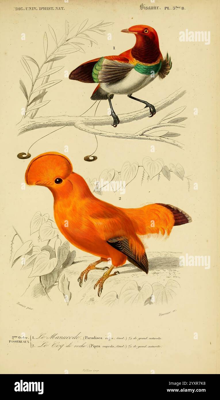 Upper bird showcases hi-res stock photography and images - Alamy