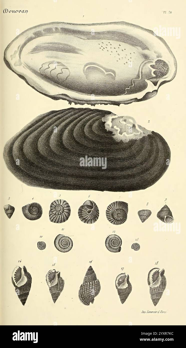 Bibliothèque conchyliologique, Paris, A. Franck, 1845-1846, shells ...