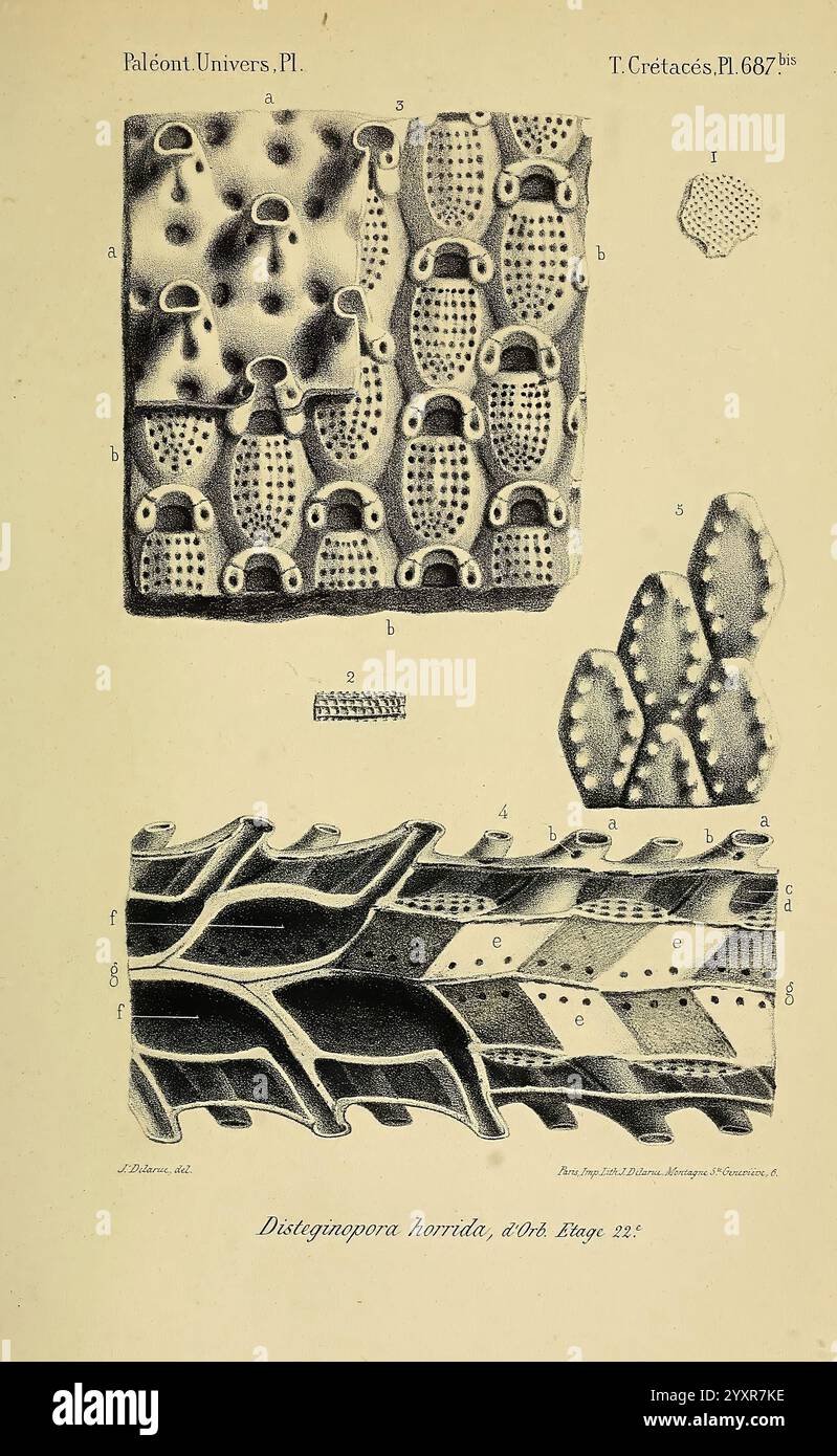 Corals skeletal framework hi-res stock photography and images - Alamy