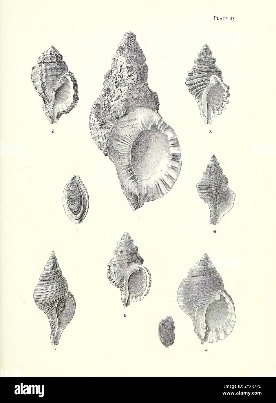 Siphonalia dilatata hi-res stock photography and images - Alamy