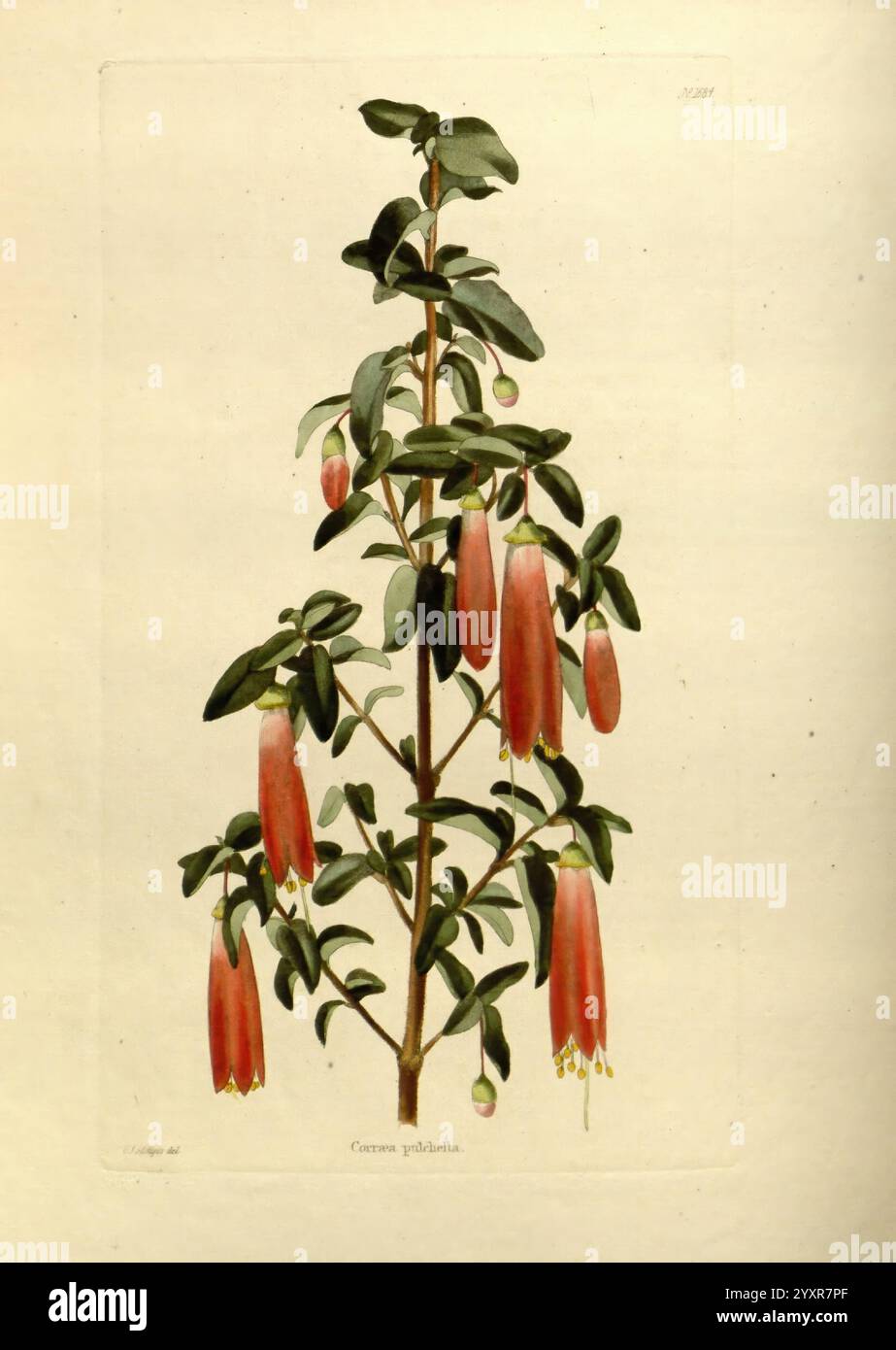 The Botanical Cabinet London, John & Arthur Arch, 1817-1833, A ...