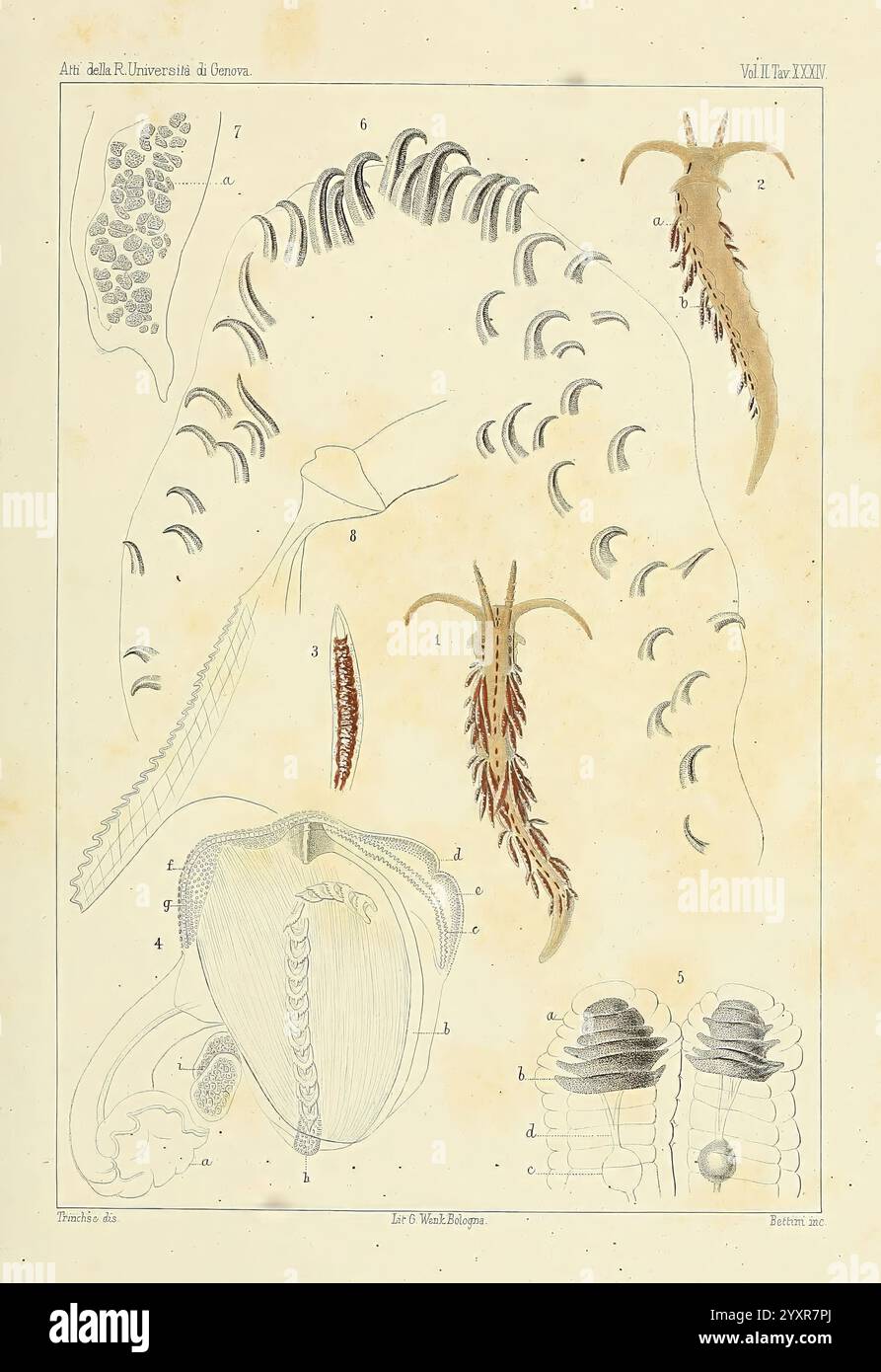 Revealing subtle markings hi-res stock photography and images - Alamy