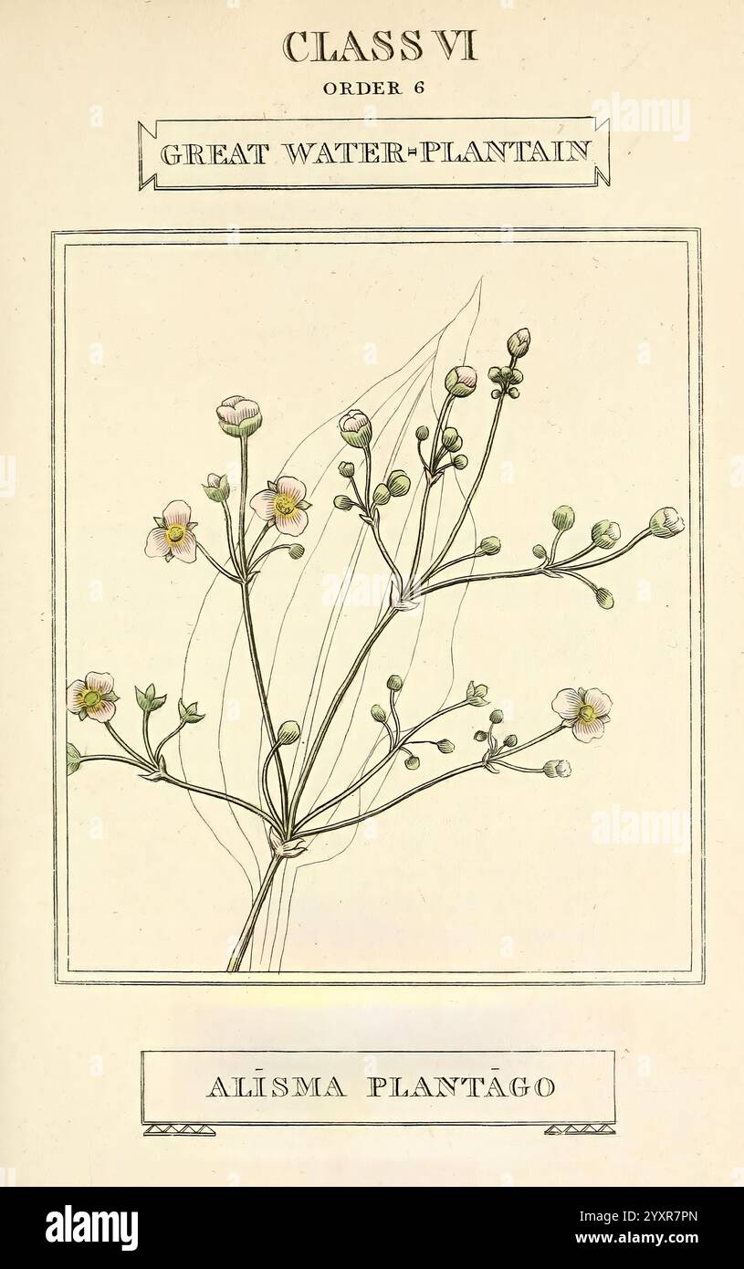 Elements, of, the, science, of, botany, London, Printed, by, T, Bensley ...