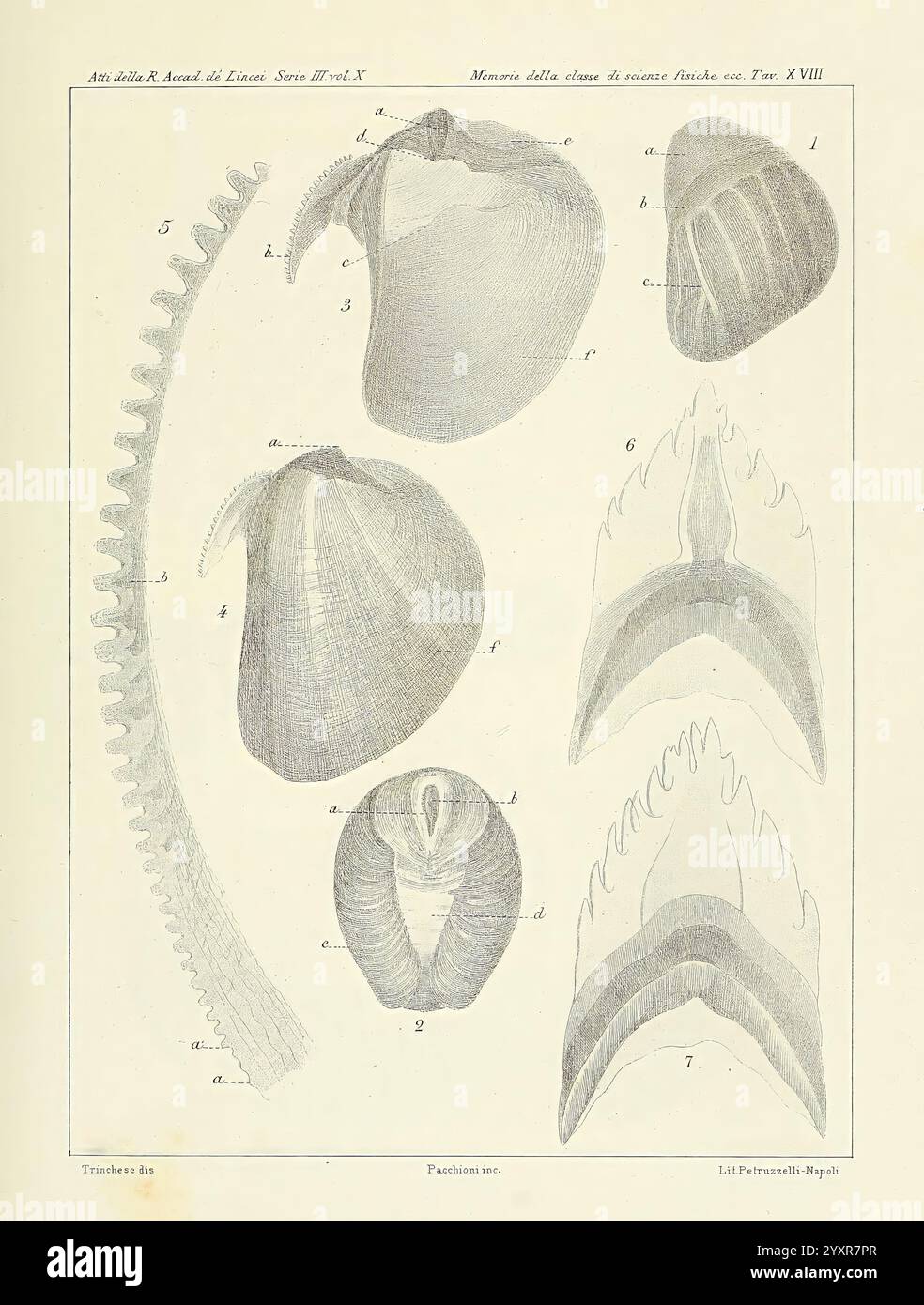 Tipi di shell hi-res stock photography and images - Alamy