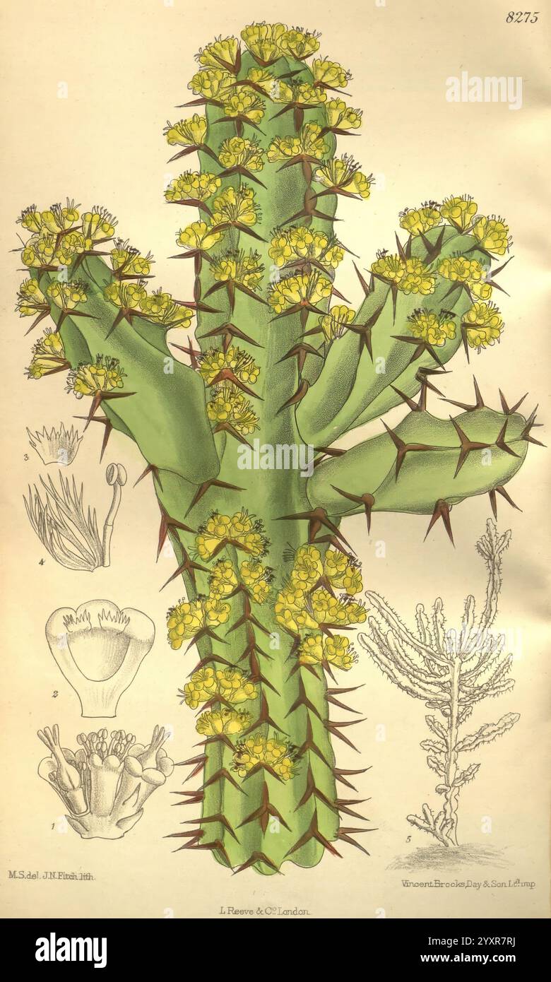 Segmented stem adorned hi-res stock photography and images - Alamy