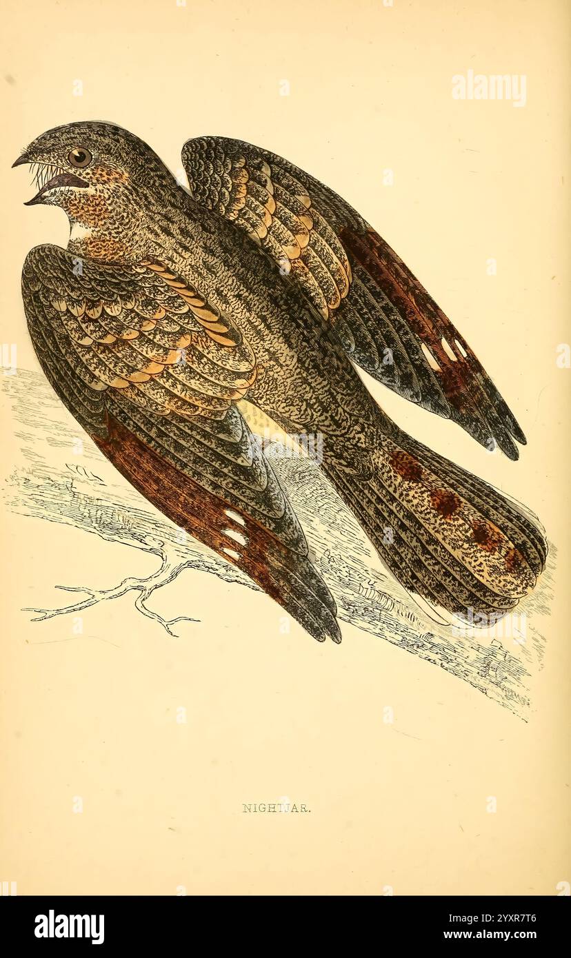 Nightjars rounded shape hi-res stock photography and images - Alamy