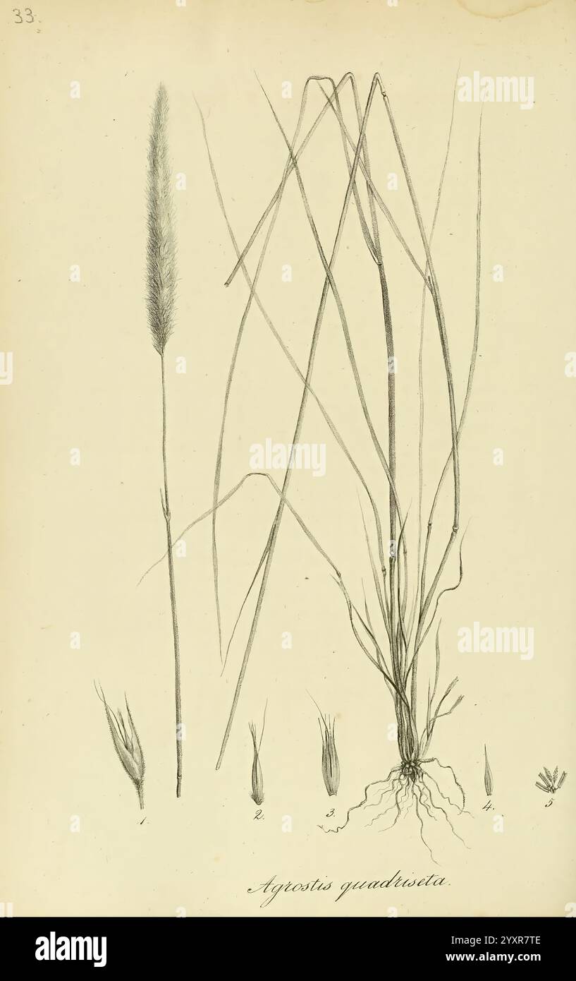 Species Graminum, Petropoli, Impensis Academiae Imperialis Scientiarum ...