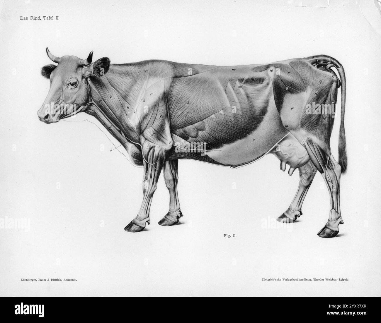 Das Rind, Tafel II Stock Photo - Alamy