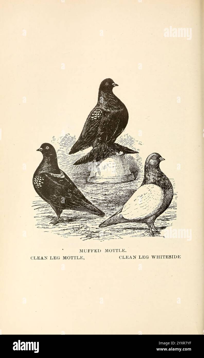 Within feathered species hi-res stock photography and images - Alamy