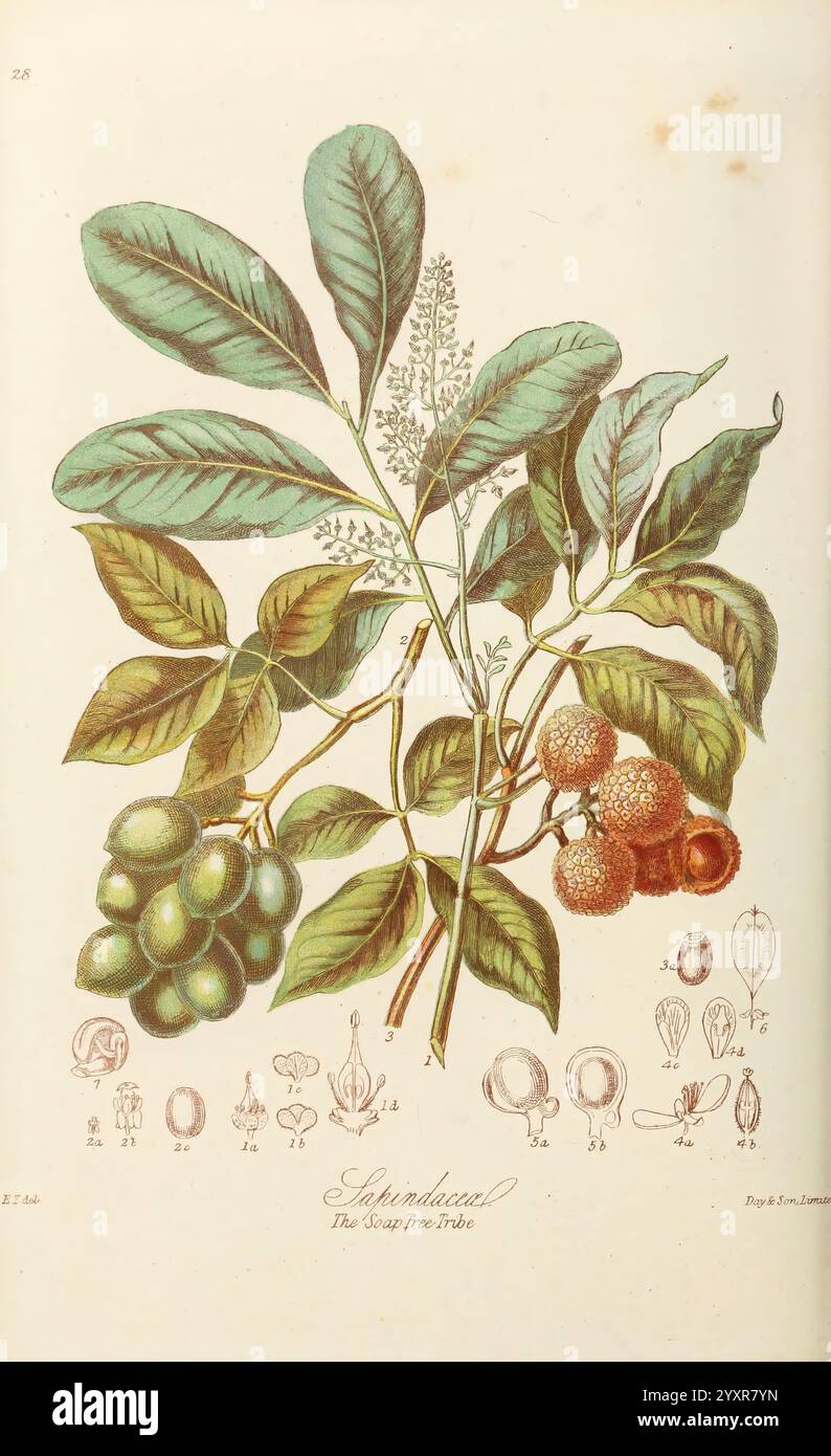 Illustrations of the natural orders of plants with groups and ...