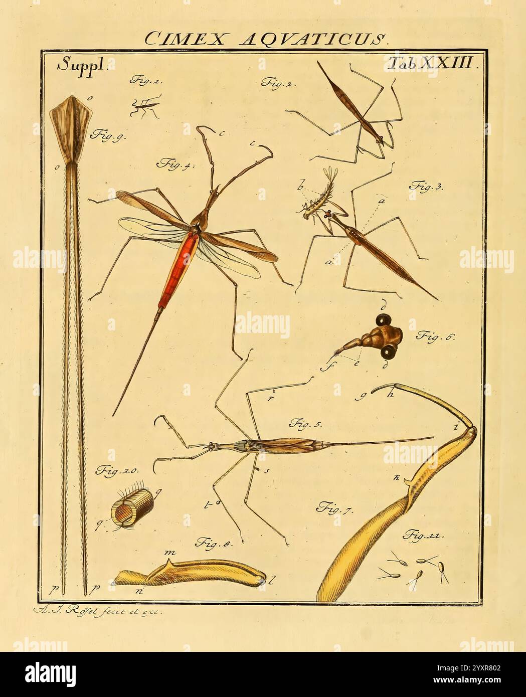 Composition displays multiple distinct figures hi-res stock photography ...
