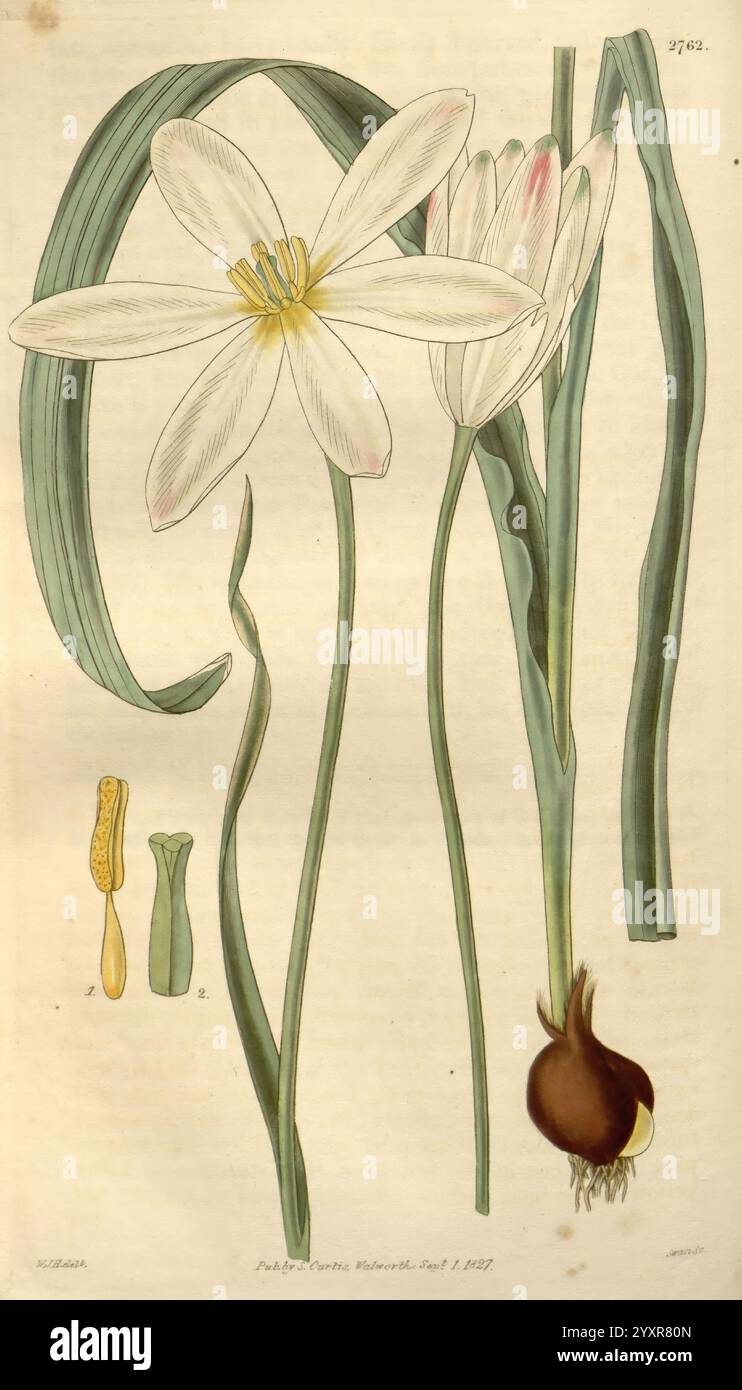 Curtis's, botanical, magazine, London, New York, botany, periodicals ...