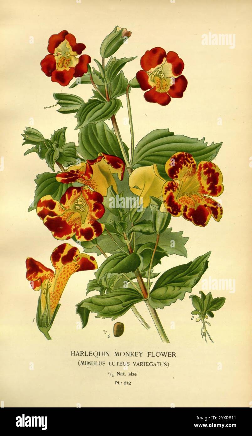 Favourite Flowers of Garden and Greenhouse, London and New York ...