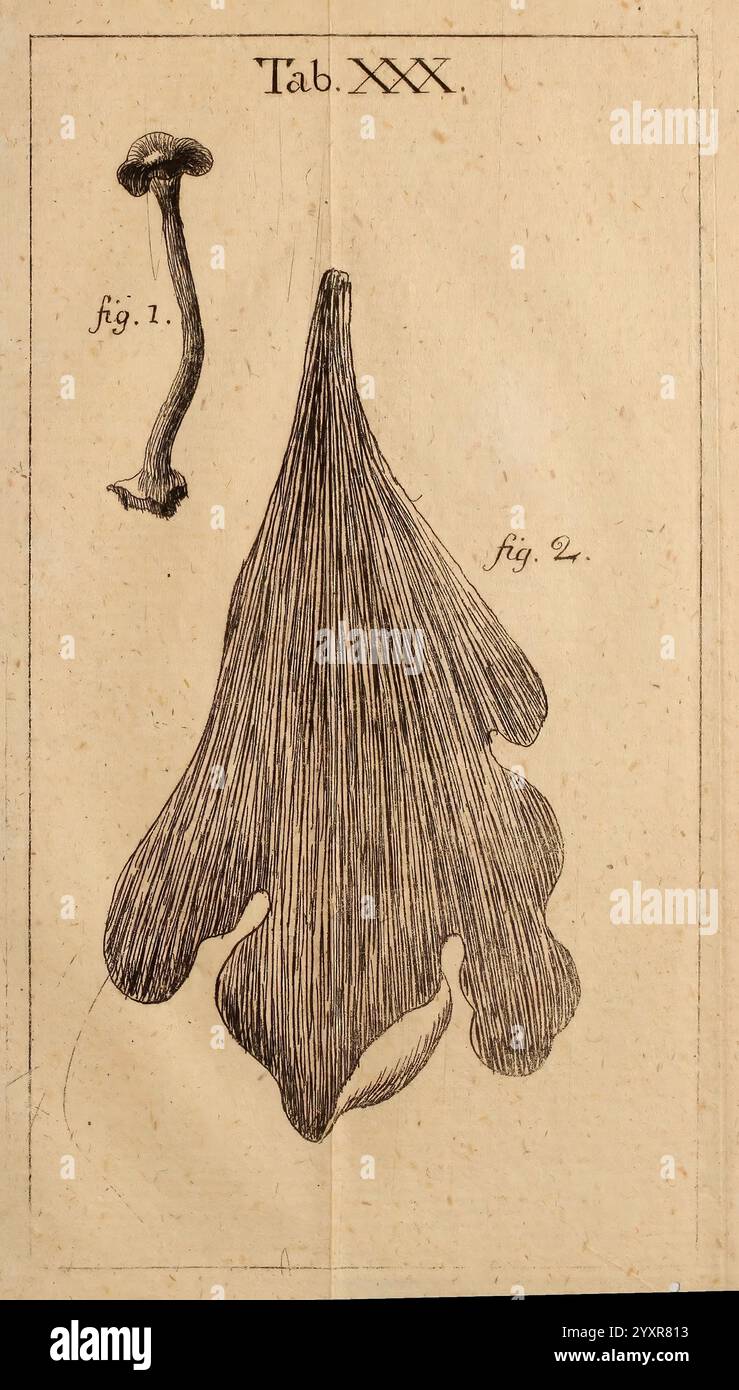 Dissertationes ad scientiam naturalem pertinentes Pragæ, sumptibus W ...