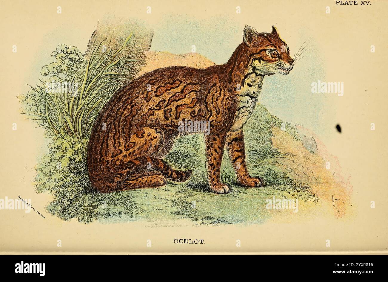 Ocelots natural elegance hi-res stock photography and images - Alamy