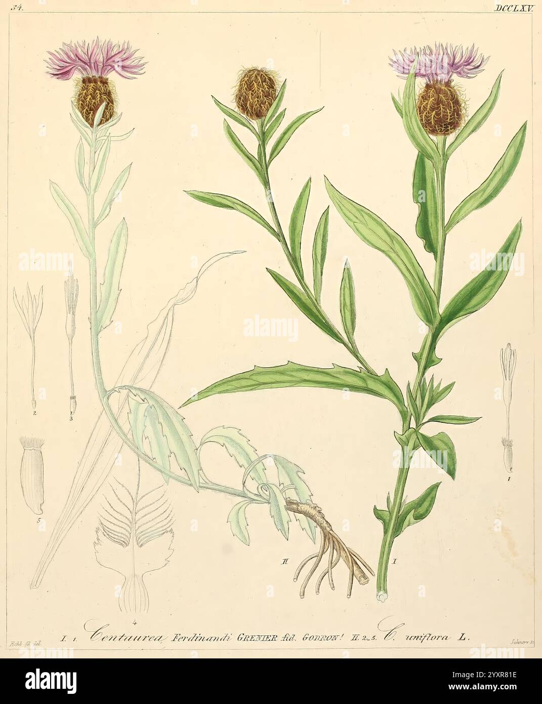 Showcasing two flowering stages hi-res stock photography and images - Alamy