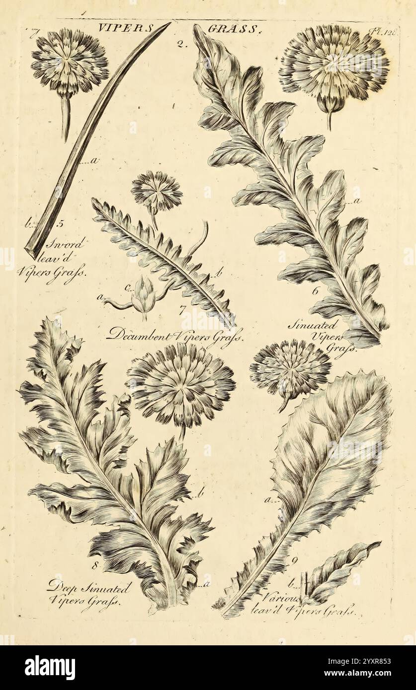 Two distinct floral elements labeled hi-res stock photography and ...