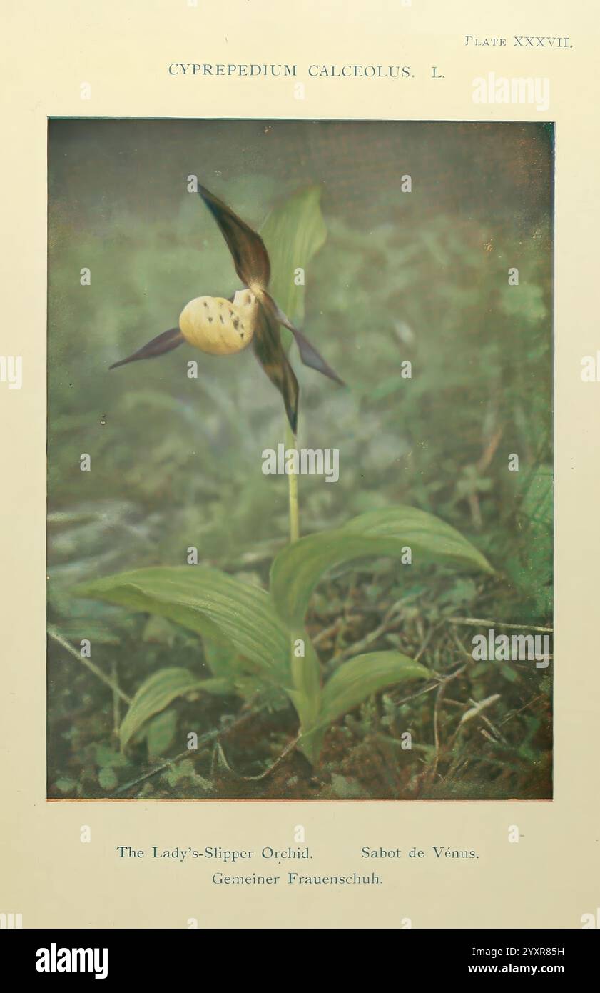 Summer, flowers, of, the, high, Alps, London, Dent, 1910, Alps ...
