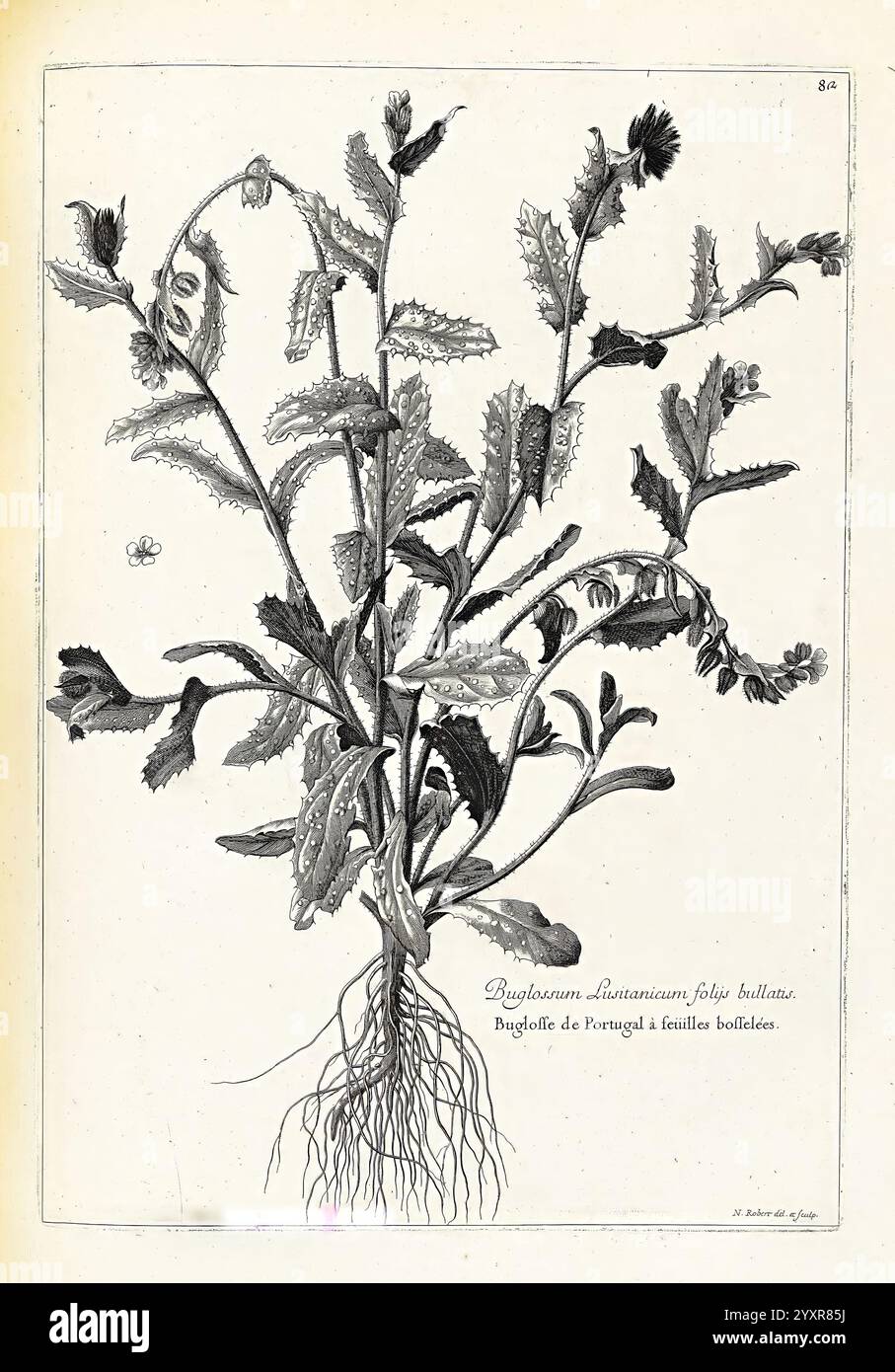 Gravees ordre roi louis xiv paris impr royale 1786 pictorial hi-res ...