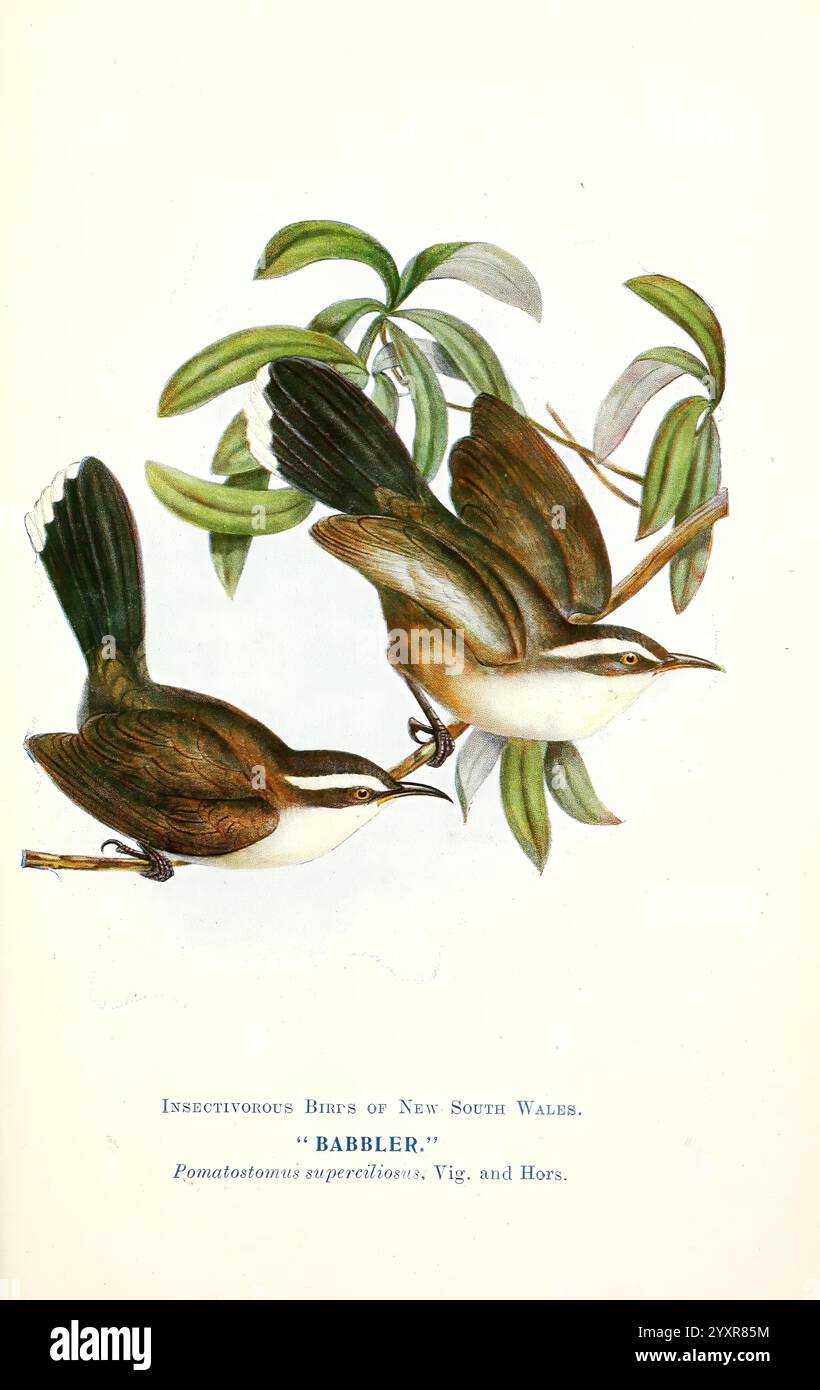 Some useful Australian birds Sydney W.A. Gullick Govt. Printer 1921 ...