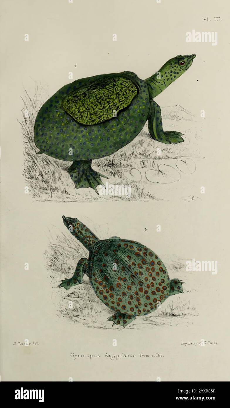 Gymnopus aegypticus hi-res stock photography and images - Alamy