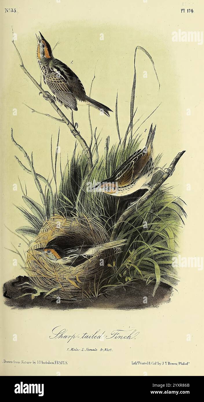 Illustration features three sharp tailed finches hi-res stock ...