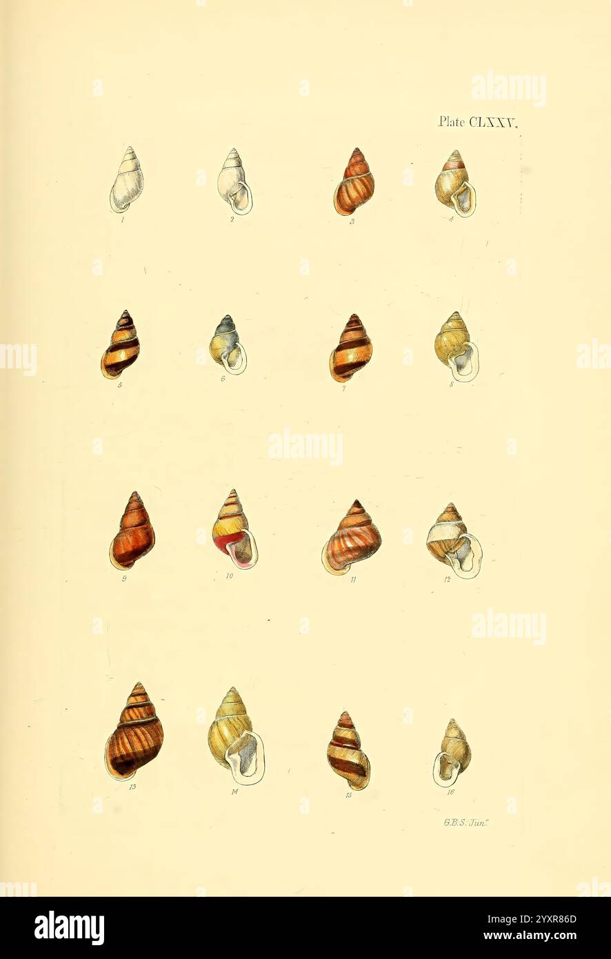 Featuring several distinct species hi-res stock photography and images ...