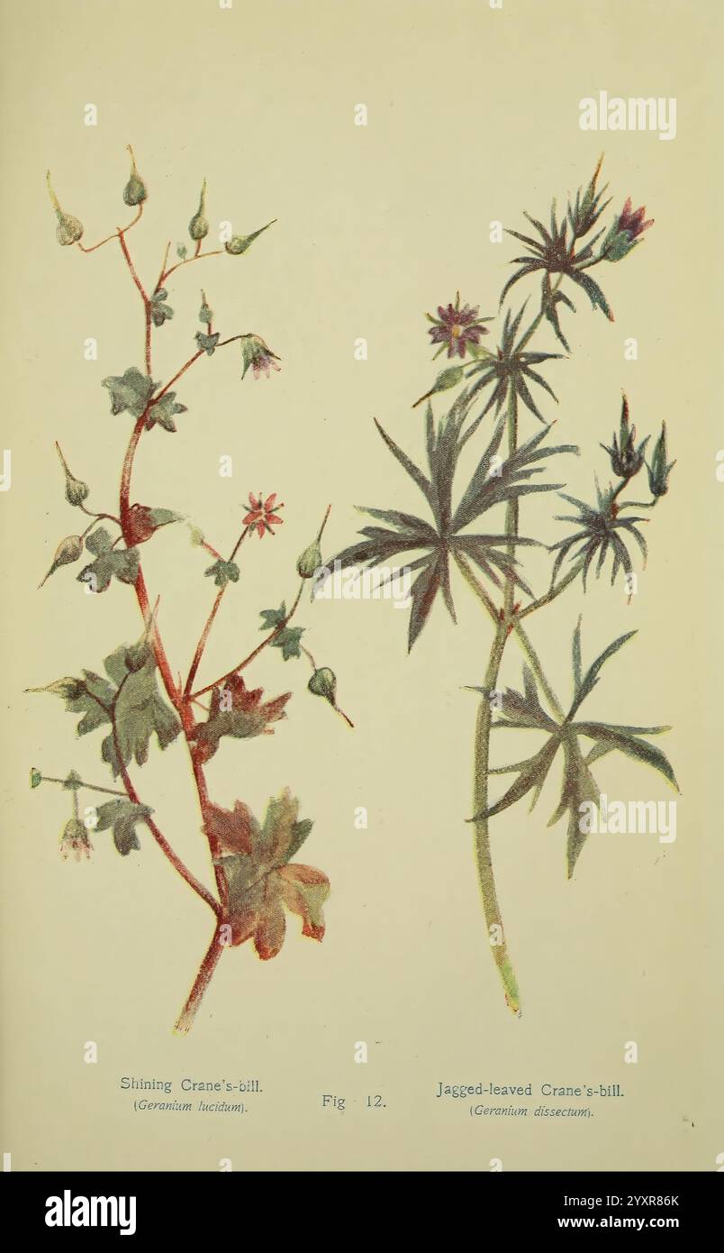 Flowers of the field London, Society for Promoting Christian Knowledge ...