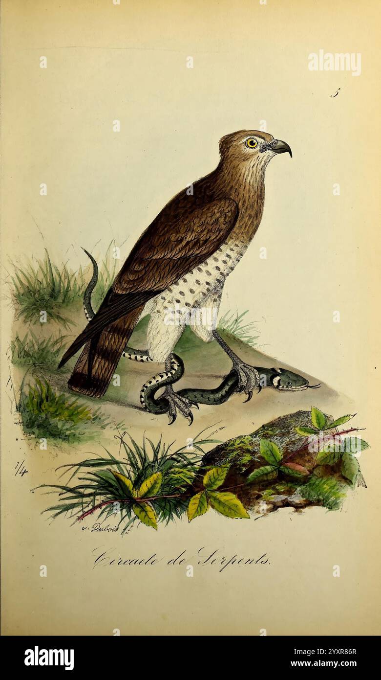 Planches coloriees des oiseaux de la Belgique et de leurs oeufs ...