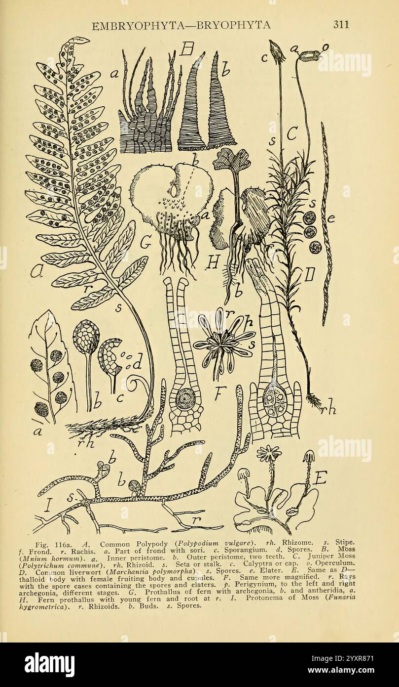 Rhizoid structures hi-res stock photography and images - Alamy