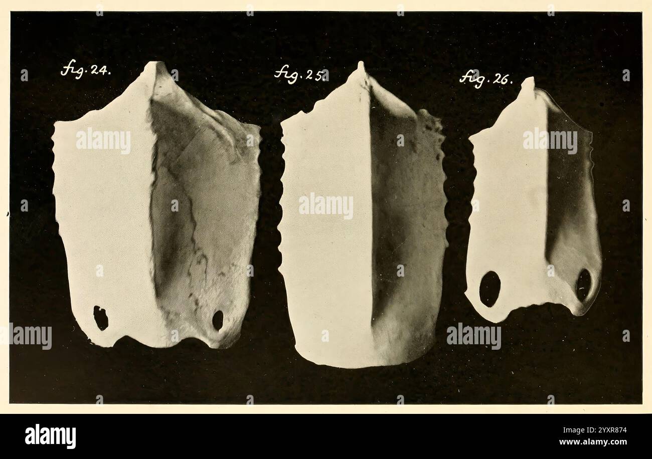 Osteology of Birds, 1909. Anatomy, Birds, Bones, Osteology, Accipitres ...