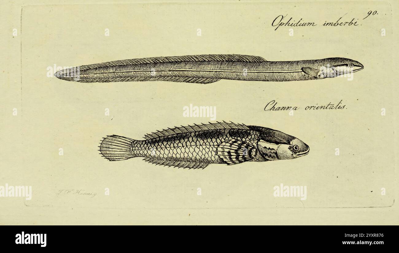 Walking snakehead hi-res stock photography and images - Alamy