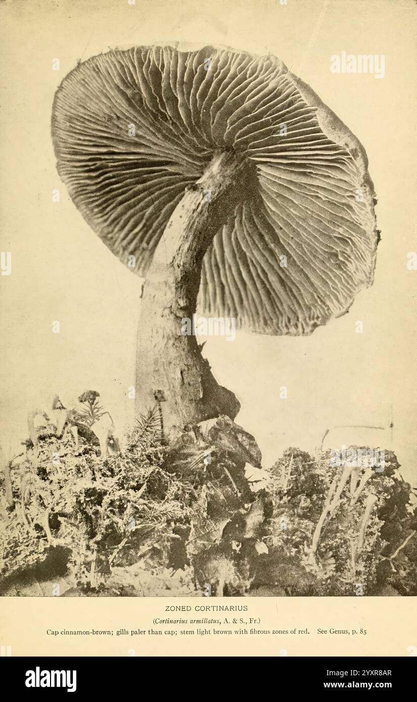 The mushroom book Garden City, N.Y, 1920 mushrooms fungi edible The New ...